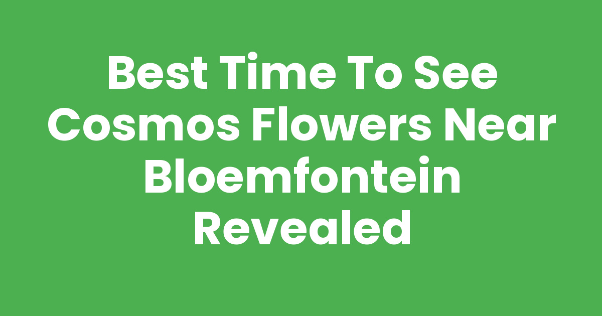 Best Time to See Cosmos Flowers Near Bloemfontein Revealed